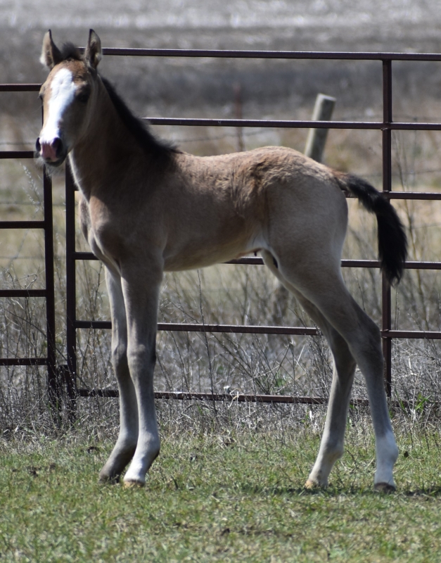 2024 Foals