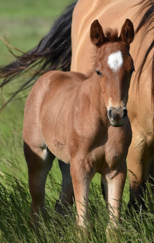 2023 Red Roan Filly....Sire Hes A Blue Pepto